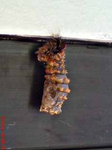 Ulat Berganti Kulit Menjadi Kepompong